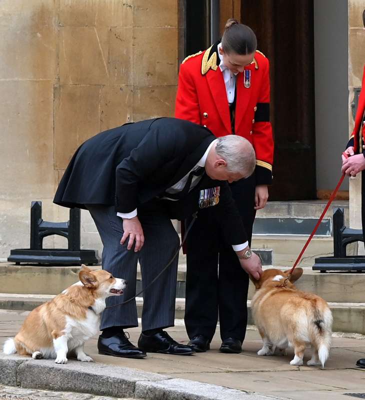 Confira 11 curiosidades sobre os cachorros da Rainha Elizabeth II ...